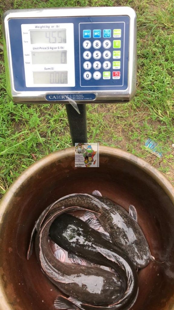 Male Catfish Broodstock - High Quality For Sale - AfriShop